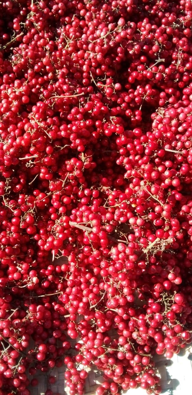 Guide sur l’utilisation des baies roses en cuisine