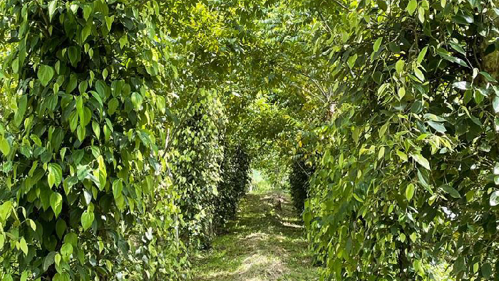 Cameroon Black Pepper - Épices Rœllinger