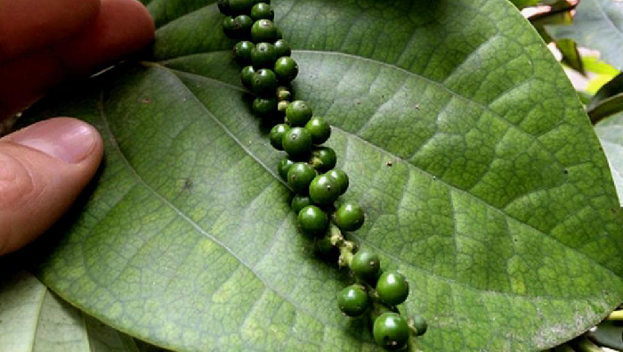 Cameroon Black Pepper - Épices Rœllinger