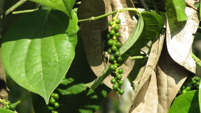 Wayanadan Black Pepper - Épices Rœllinger