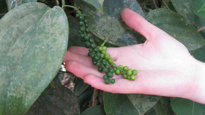 Wayanadan Black Pepper - Épices Rœllinger